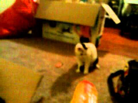 Kitten abuse