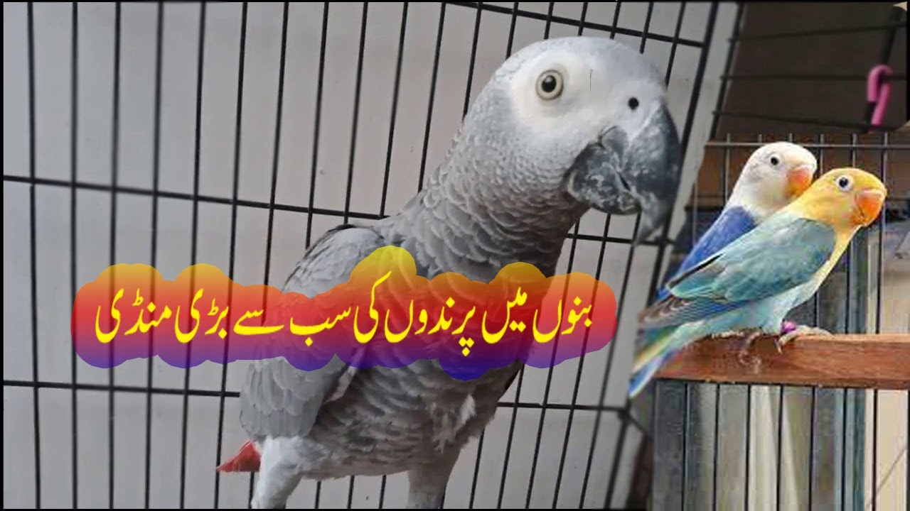 Grey Birds Part 6 In The World [Ghani Birds] - YouTube