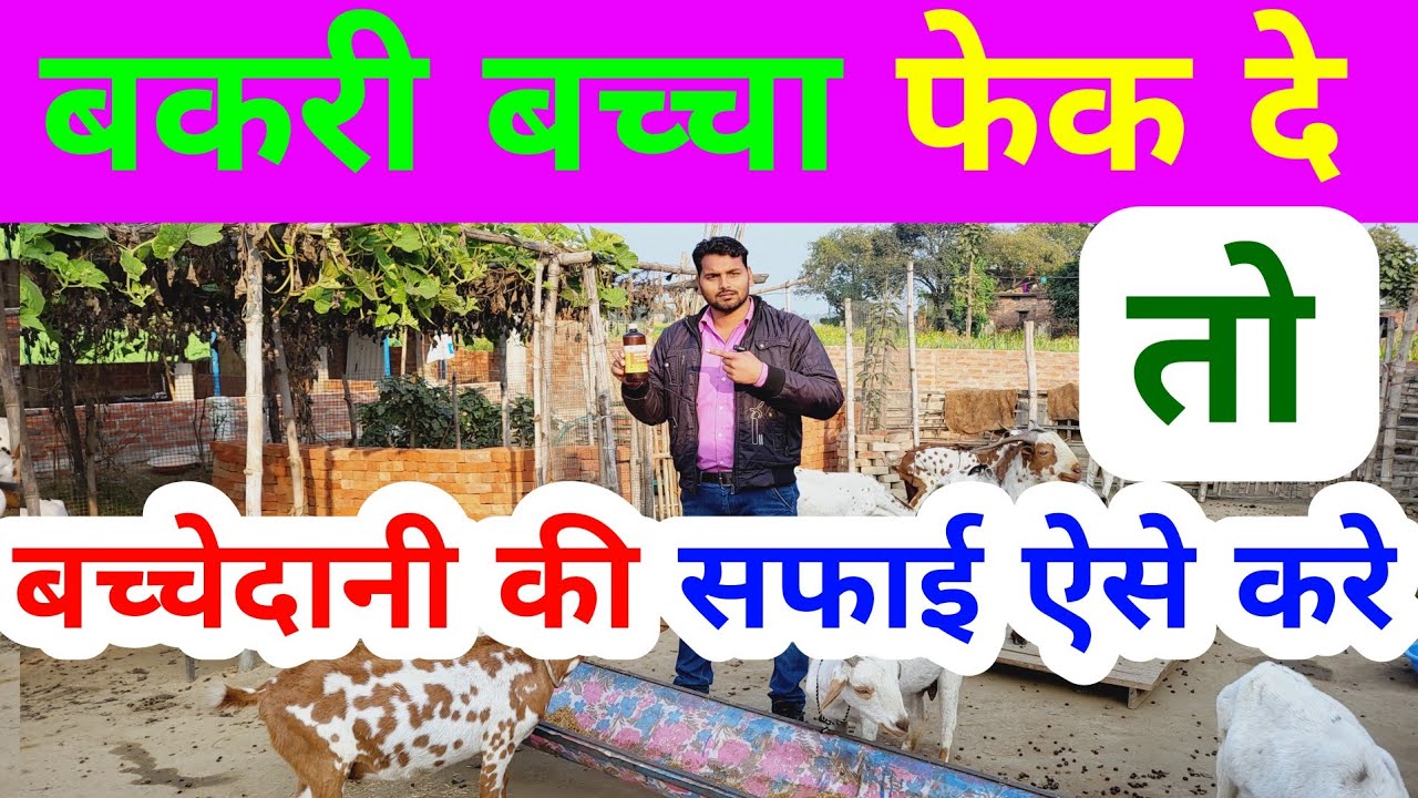 बकरी की बच्चेदानी की सफाई कैसे करें | bakri ki bachedani ki safai kaise ...