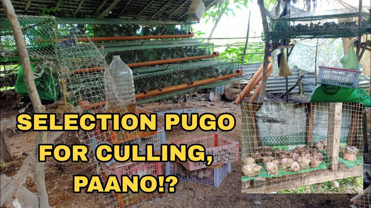 PAANO MAG SELECTION NG PUGO FOR CULLING (DAMI NATIN NAKULIKTA SA CULL ...