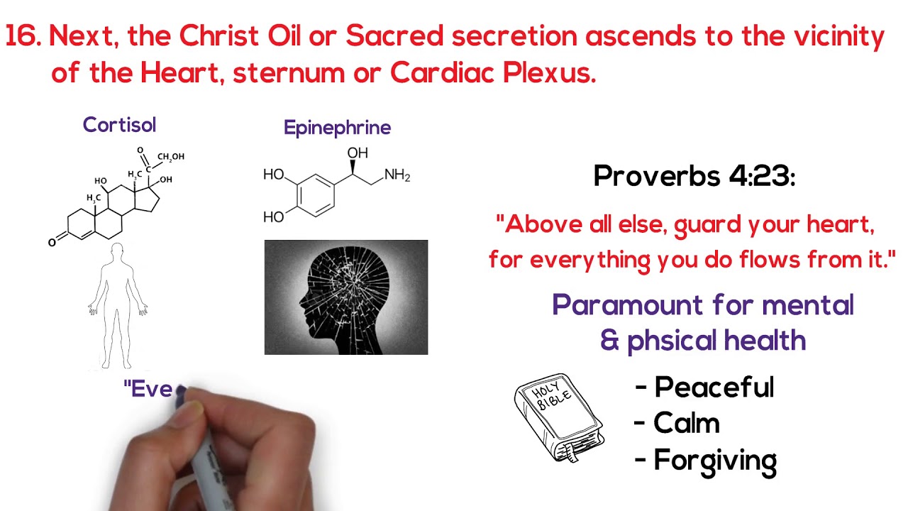 HEART / CARDIAC PLEXUS - Sacred Secretion (part 18) - YouTube