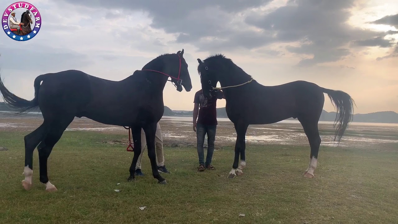 Beautiful horse / dev stud farm - YouTube