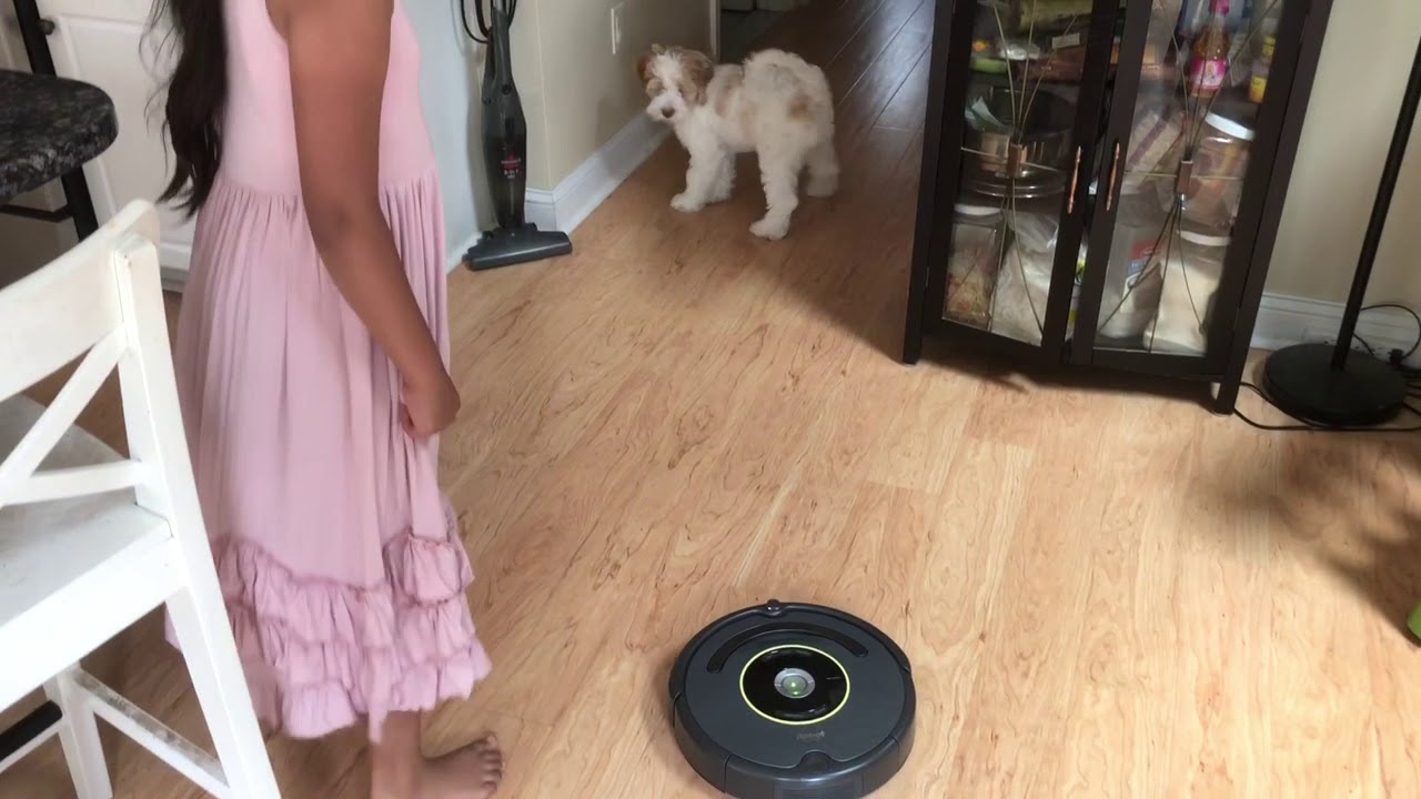 Ozzie getting scared of Roomba - YouTube