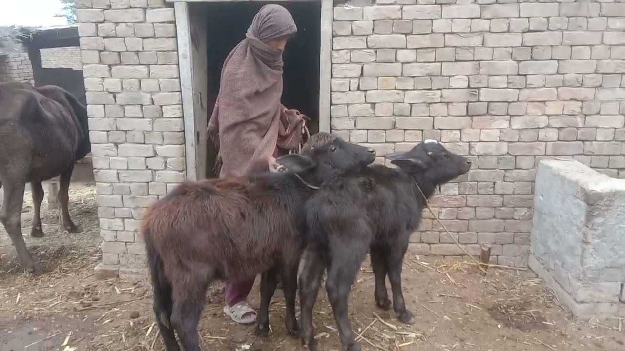 samal bafellow and samal bafellow meeting - YouTube