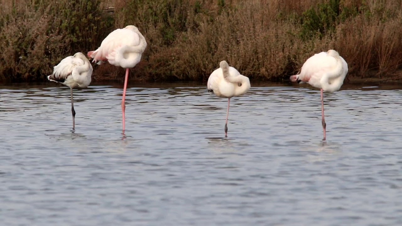 fenicotteri, lago di Caprolace - YouTube