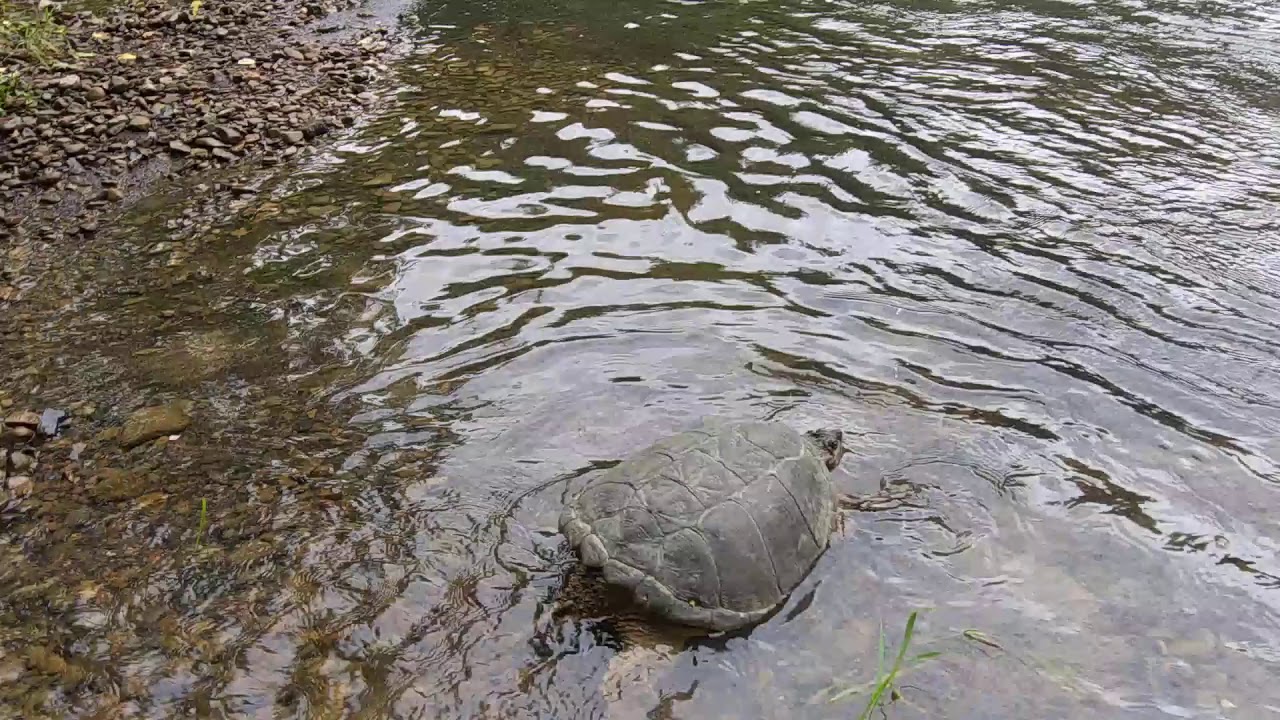 IN GOD Brought Prehistoric looking Common Snapping Turtle to the River ...
