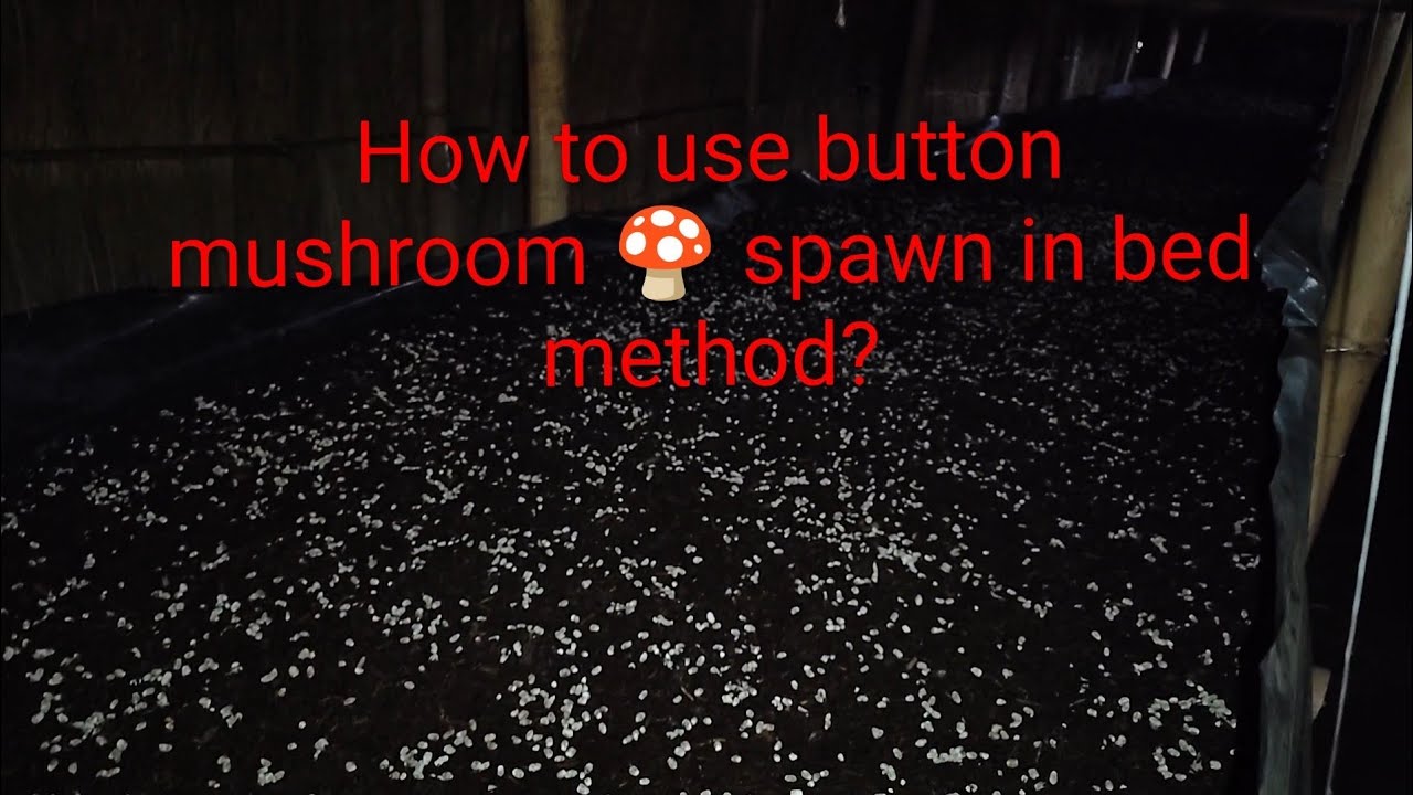 How to spawn in bed method in button mushroom farming? #mushroomfarming ...