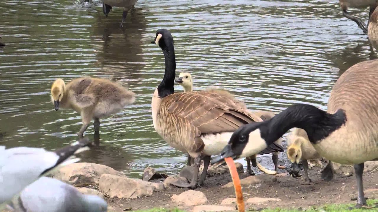 Baby Geese Goslings Drink Water With Their Parents YouTube baby-geese-goslings-drink-water-with-their-parents-youtube