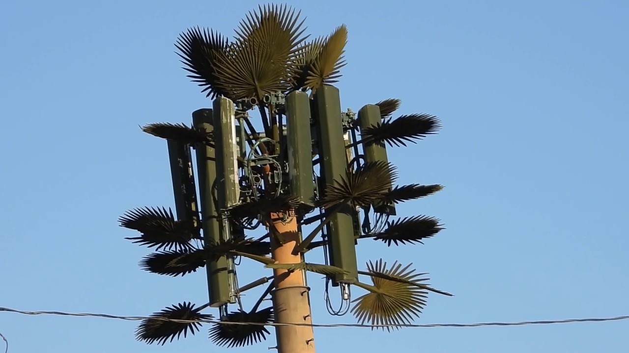 Microwave Palm Tree....How Lovely 9/24/19 - YouTube