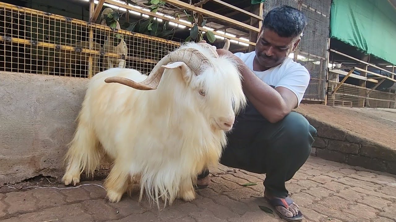 India Ka Top Xing Bakra At Bofar | Long Hair Goat. - YouTube