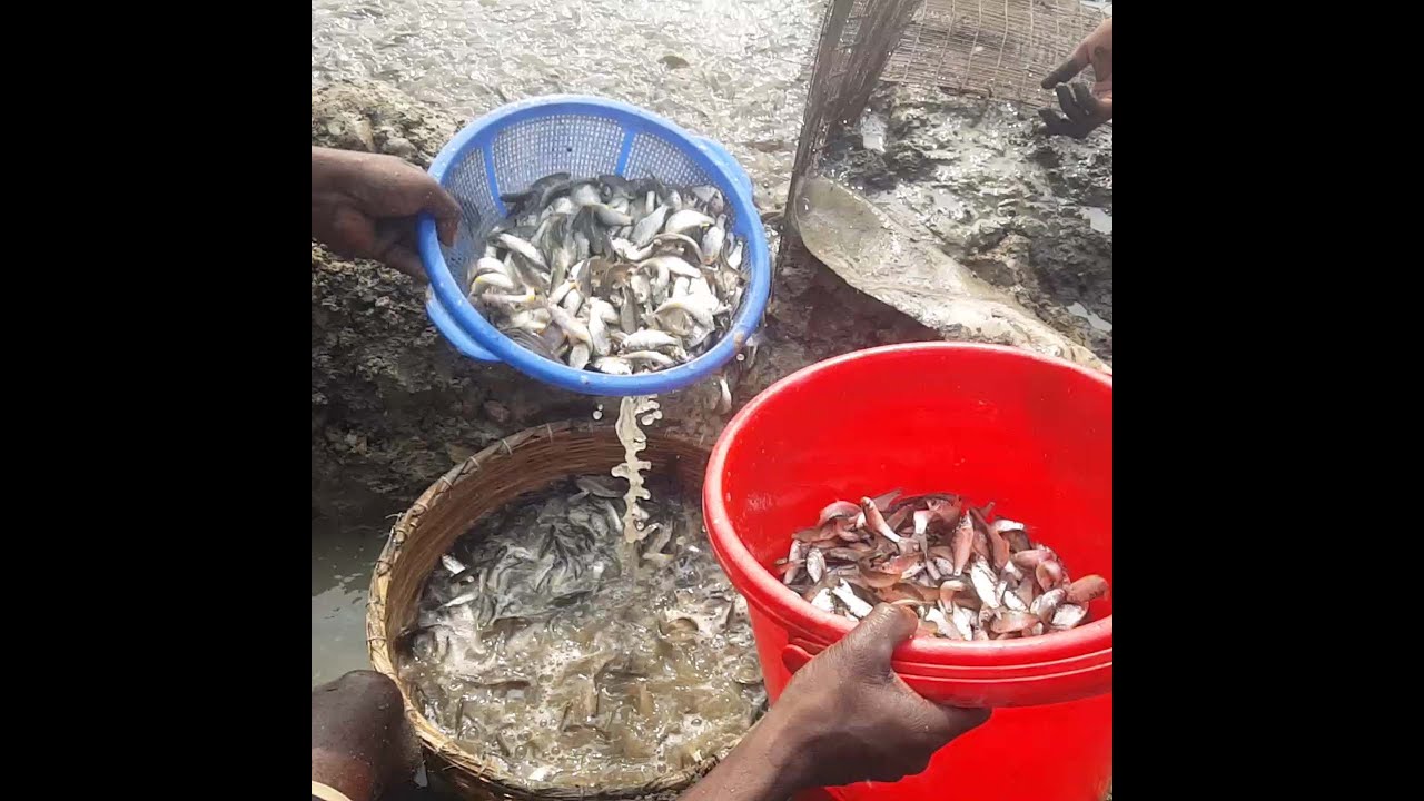 amazing fishing system - YouTube