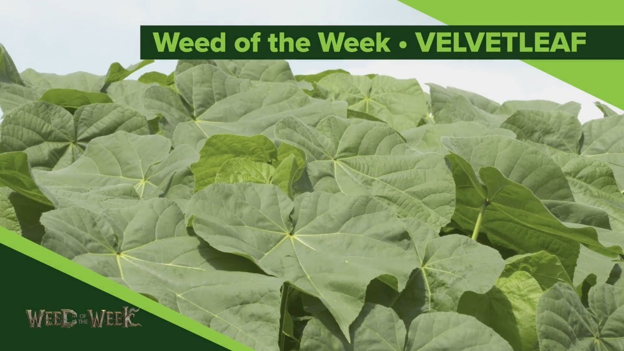 Weed of the Week #1134 Velvetleaf (Air Date 12-29-19) - YouTube