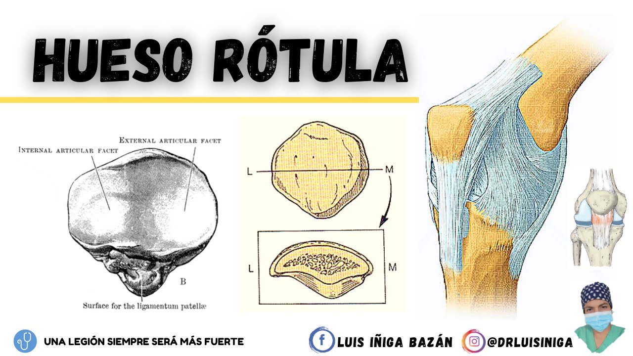 Hueso Rótula o Patela | Caras, Bordes, Ligamentos, Variantes, Tipos de ...