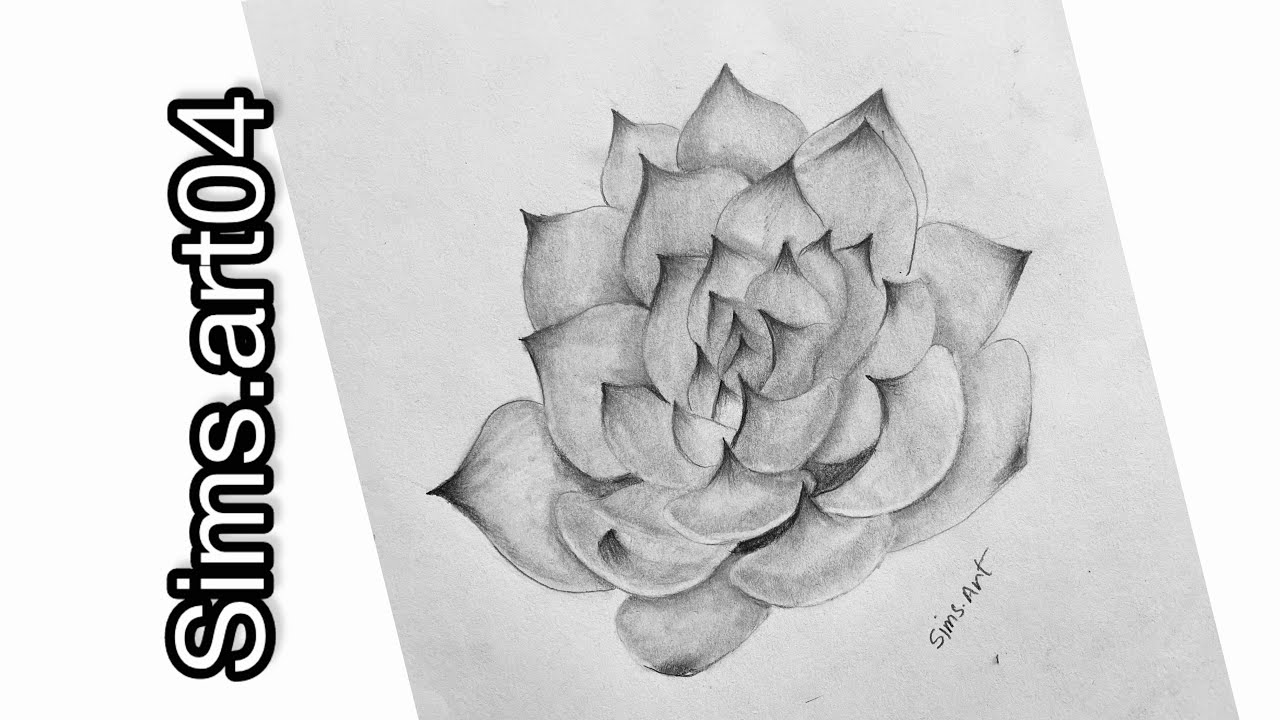 How to draw succulent plant step by step - YouTube