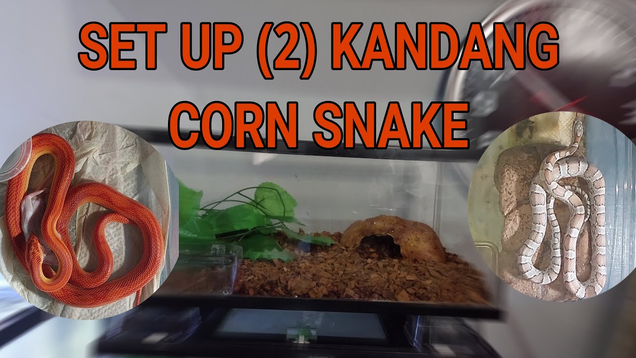 Set-up 2 Kandang Corn Snake - YouTube