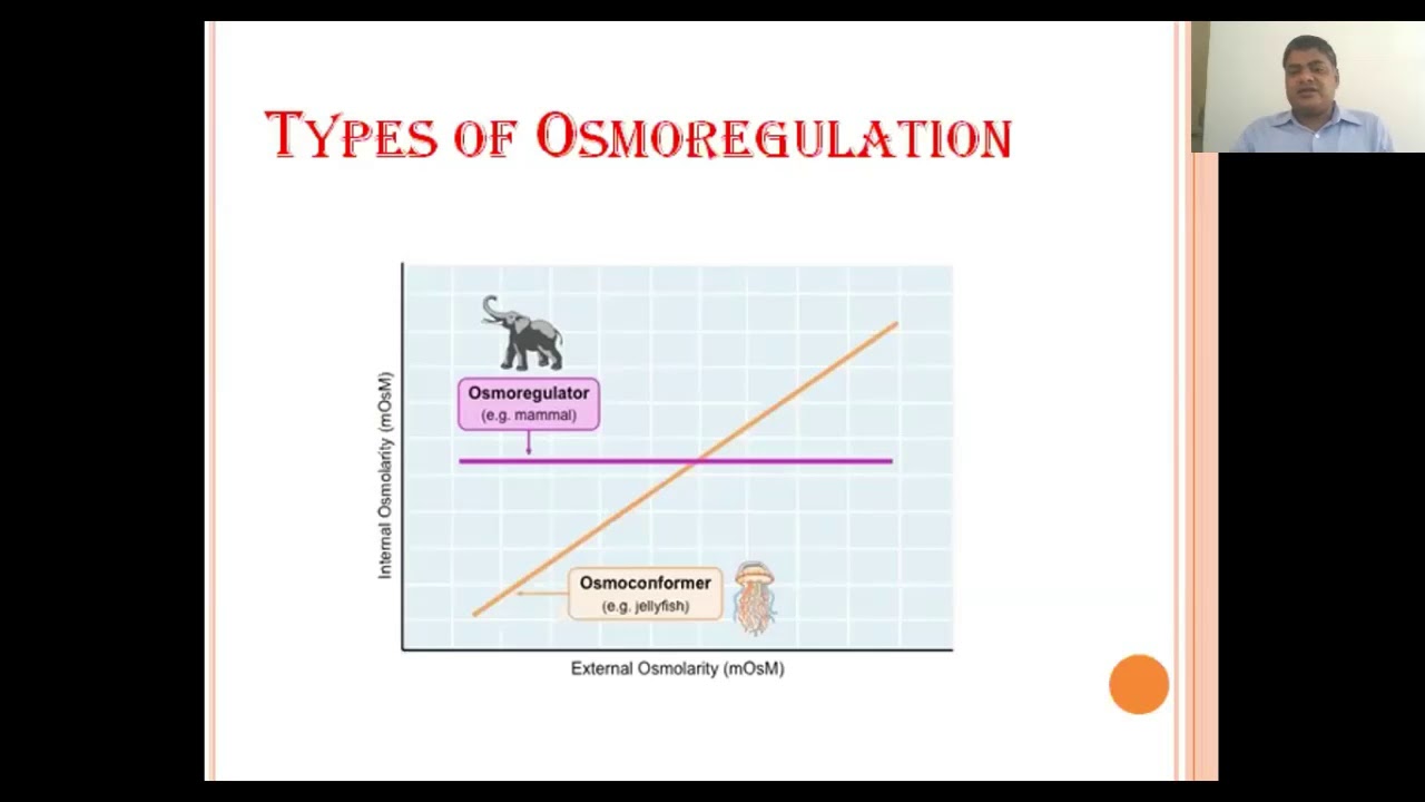 Lecture Osmoregulation part 1 - YouTube