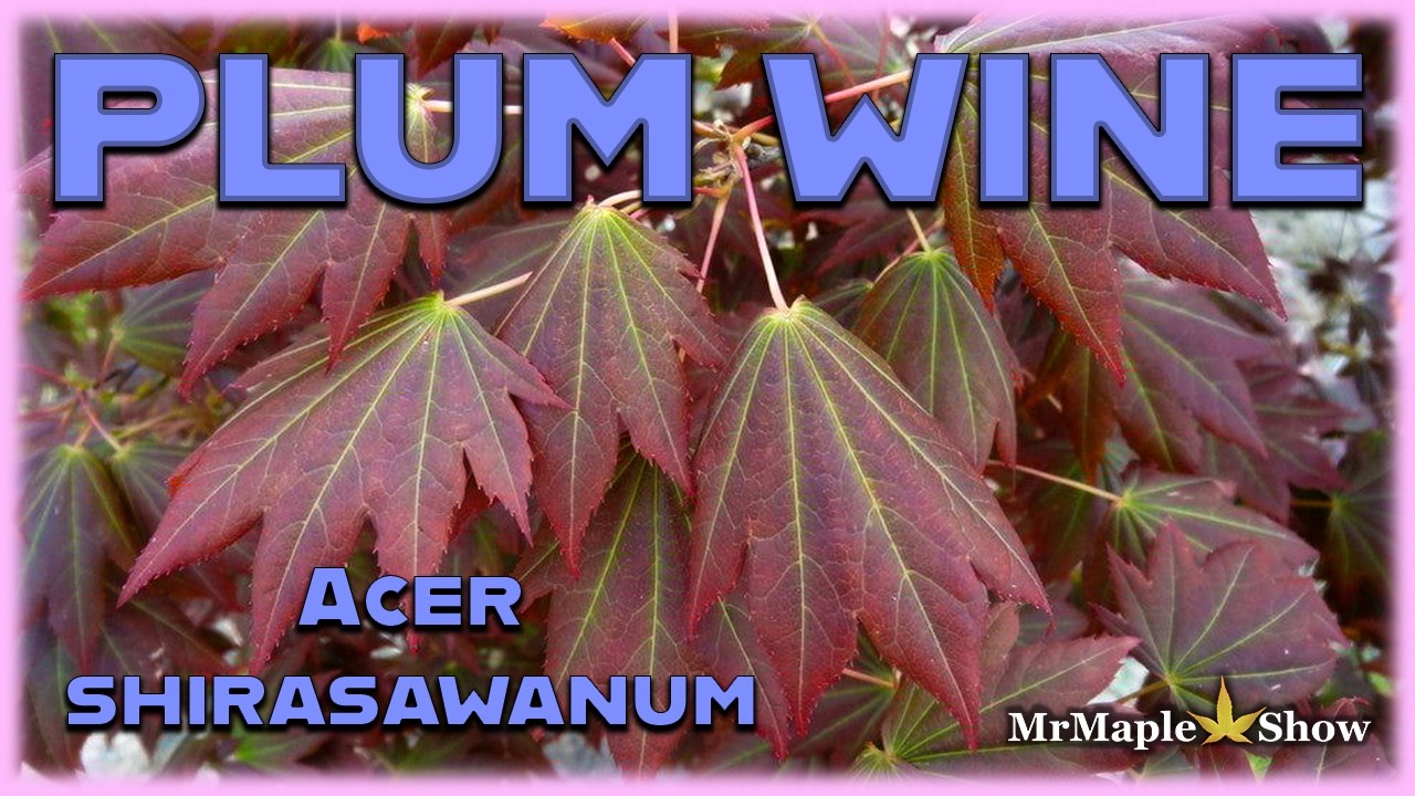 Acer shirasawanum ‘Plum Wine’ Japanese Maple is Cultivar Highlight | A ...