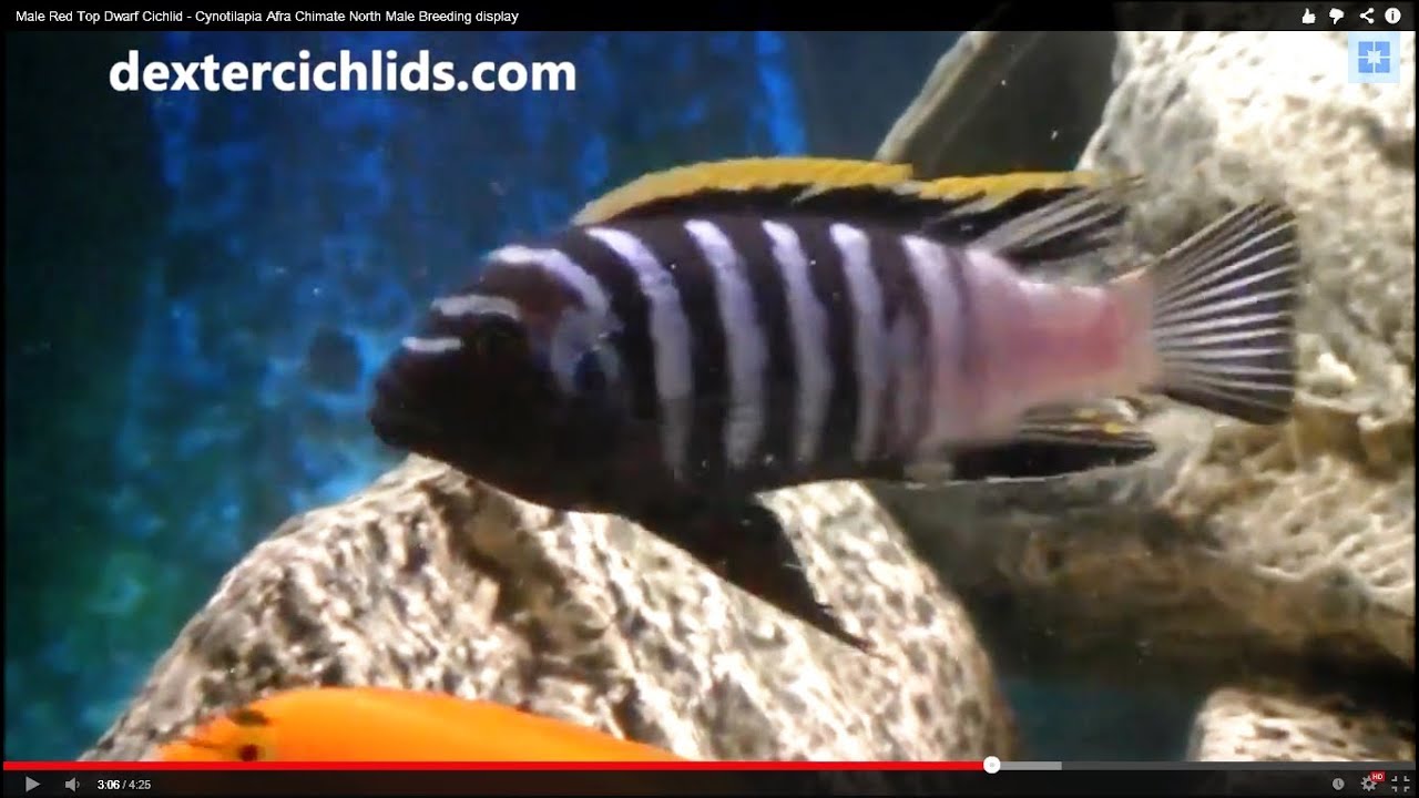 Male Red Top Dwarf Cichlid - Cynotilapia Afra Chimate North Male ...