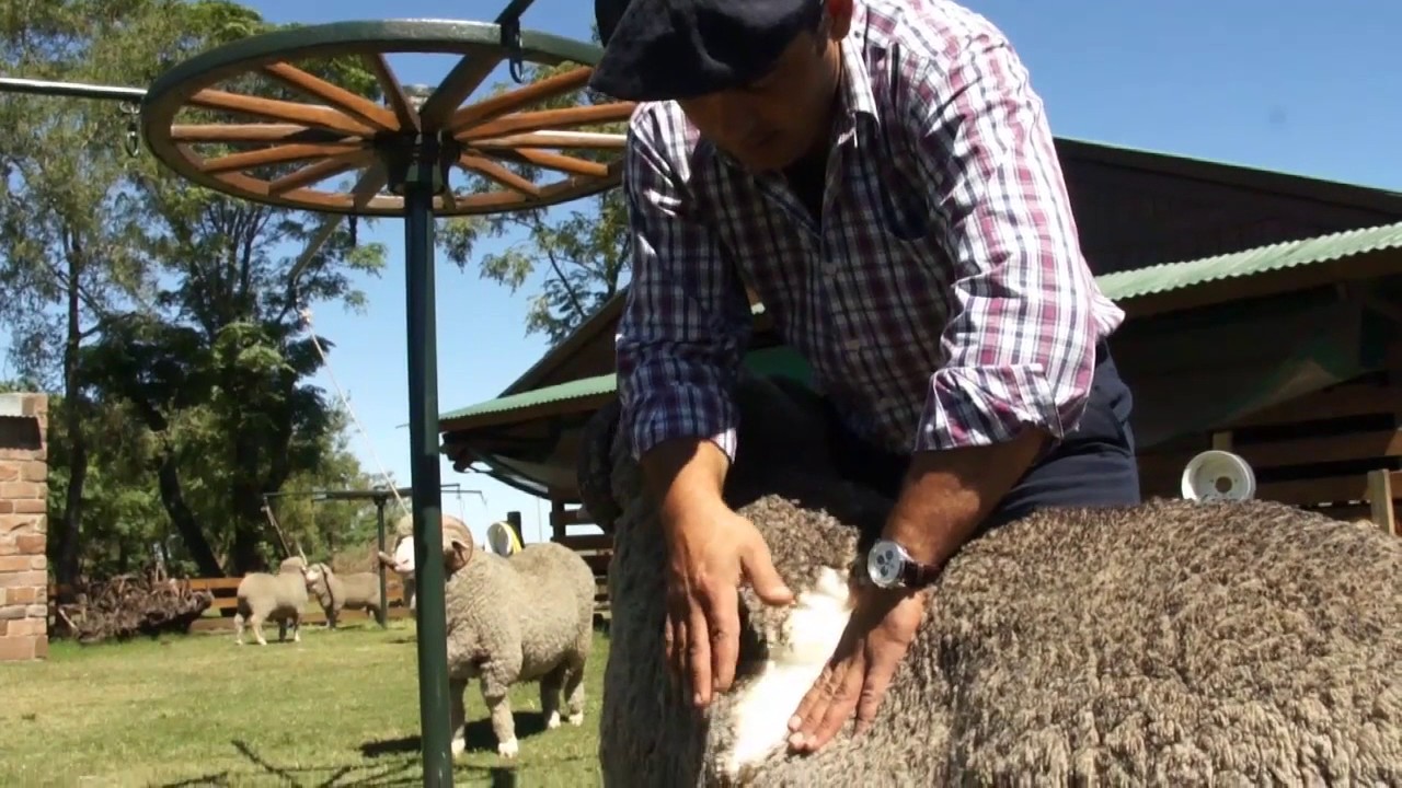 Certified Organic Wool - YouTube