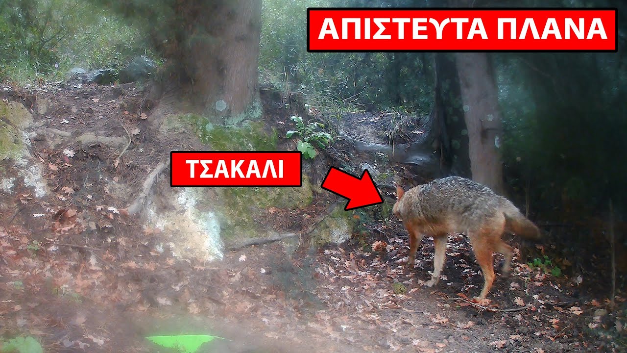 Απίστευτα Πλάνα από το Δάσος - Τσακάλια, Αλεπούδες Αγριογούρουνα ...