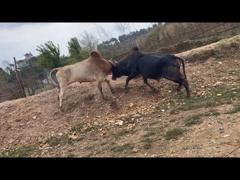 Para ba satar  iatur iadaw masi