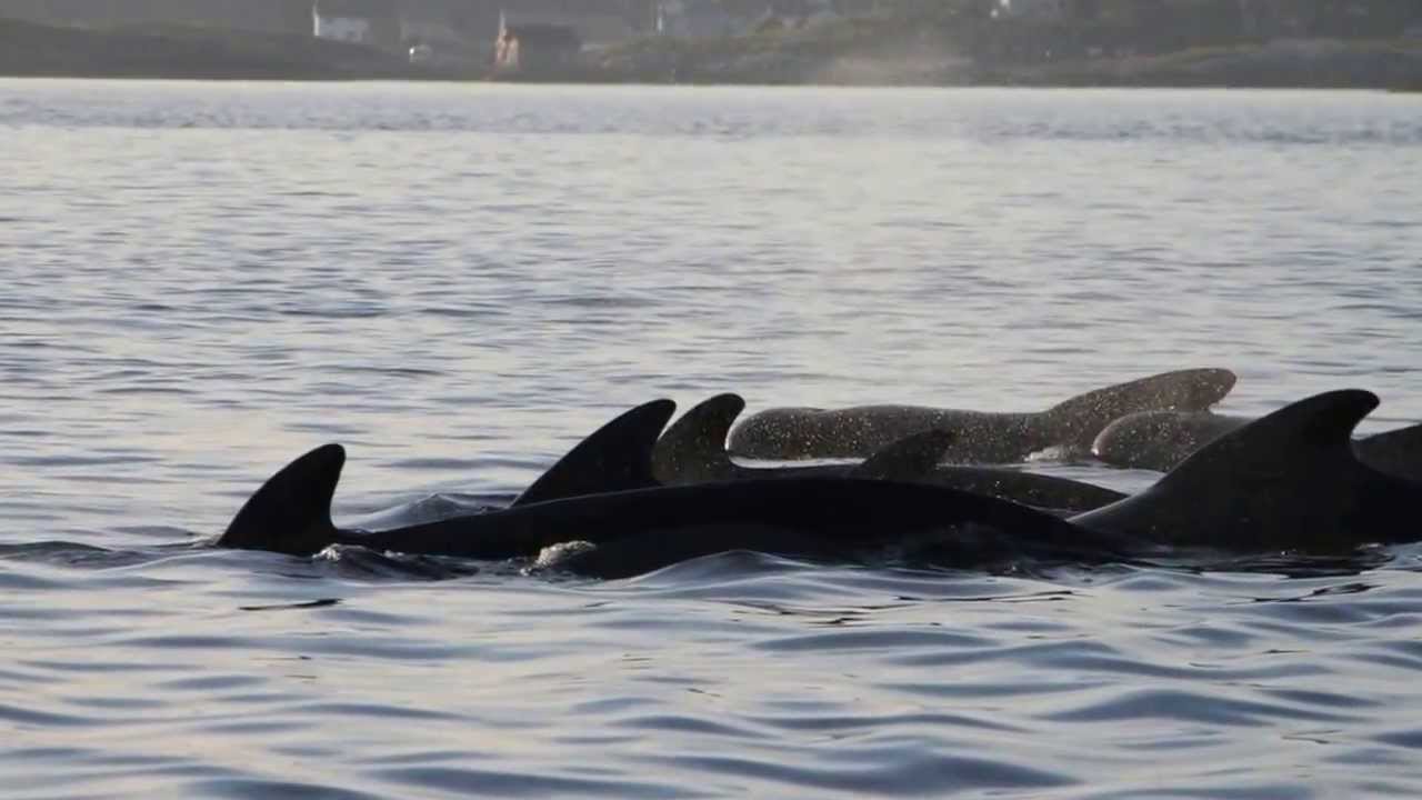 Wale vor Norwegen - YouTube