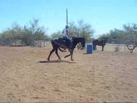 blue duck movie - YouTube