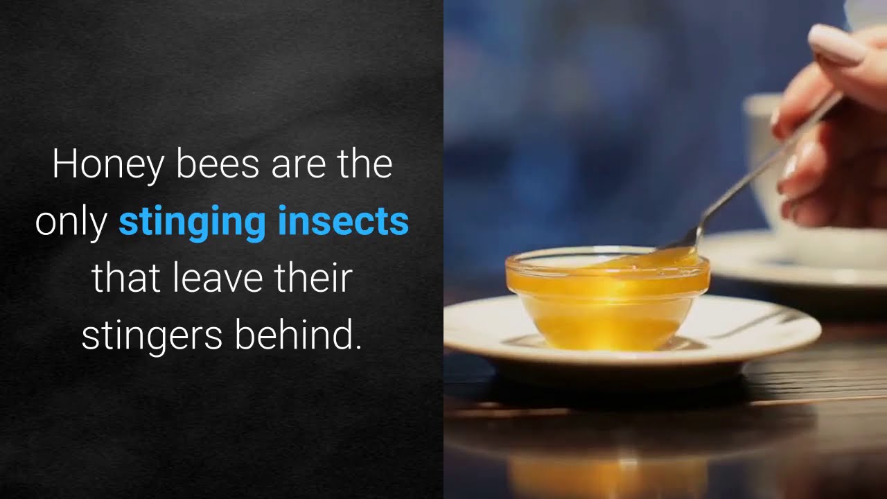 Eight home remedies for bee stings | home remedy for wasp sting - YouTube