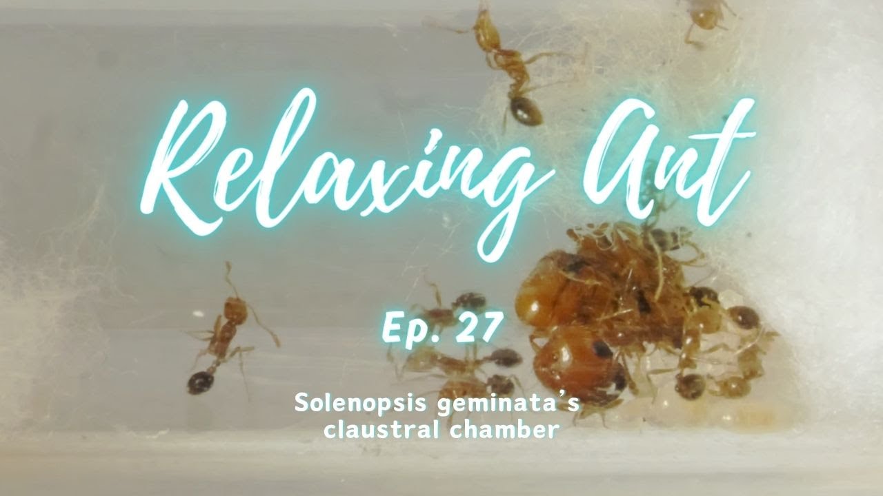 Relaxing Ant Ep. 27: Fire ant's claustral chamber - YouTube