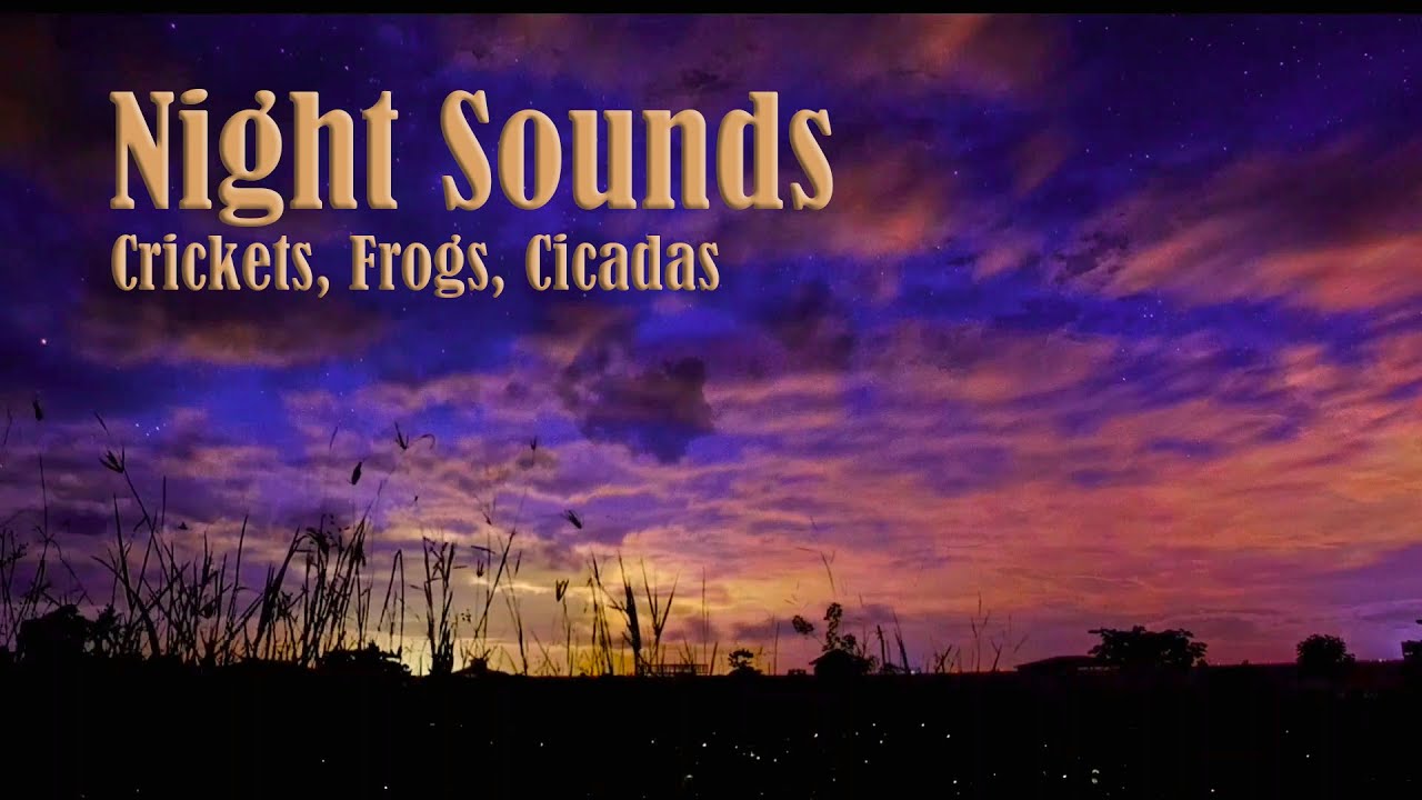 Nature Sounds For A Peaceful Night’s Sleep | Relaxation Sounds ...