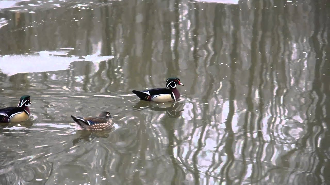 Wood Ducks swimming really fast - YouTube