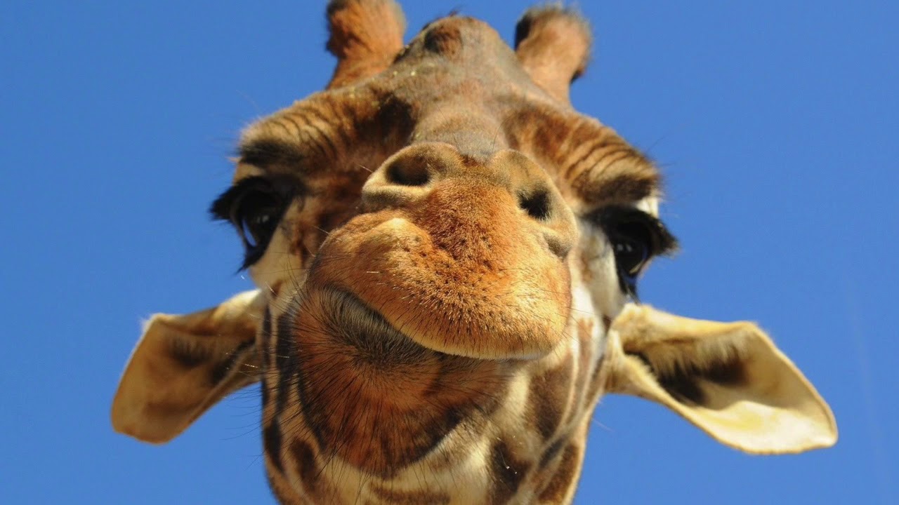 Giraffe movie - YouTube