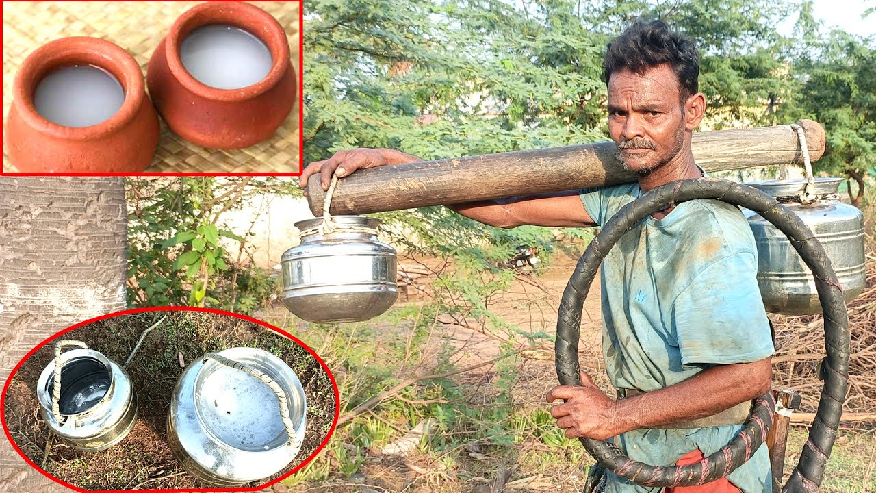 Toddy Tapping Method Used In INDIAN People | Palm Natural Alcohol ...