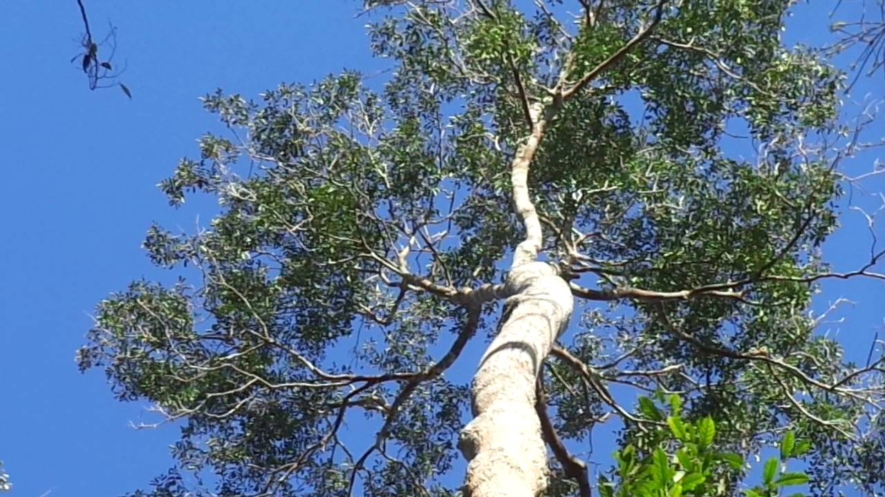 Arvore de Sucupira - YouTube