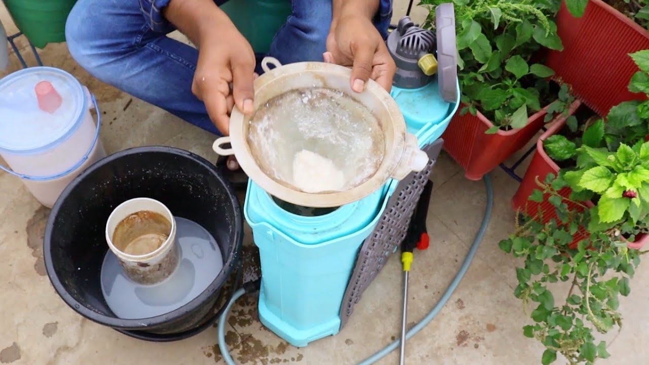 Rice Wine on Mealy Bugs | how to get rid of mealy bugs #gardening # ...