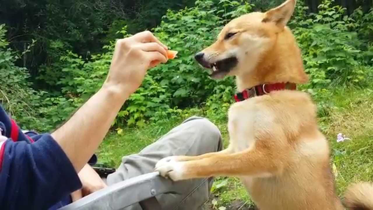 Cute Shiba Inu Puppy Eating Watermelon - YouTube