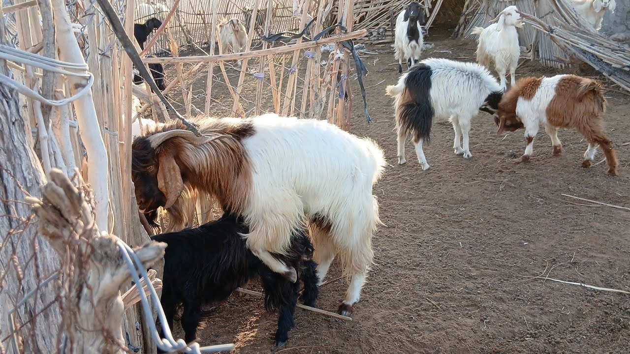 A male goat mating with a female goat - YouTube
