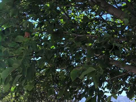 Ruhi bey Besi Hayvancılığı