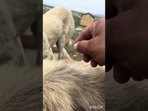 Kuzularım benim ❤️koxaklıdan aldığım ufaklıklar