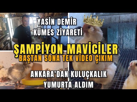 Bu Tavukların Hepsi Şampiyon - Ankara'dan Kuluçkalık Mavi Yumurta Aldık -Yasin Demir Kümes Ziyareti