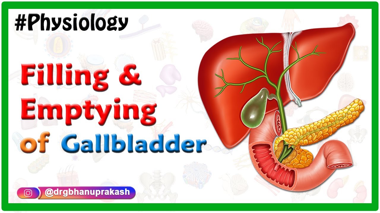 Filling and emptying of the Gallbladder Animation - Usmle step 1 ...