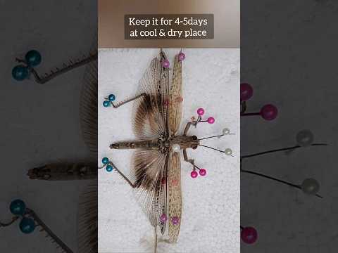 Should Aphids Specimine Be Pinned