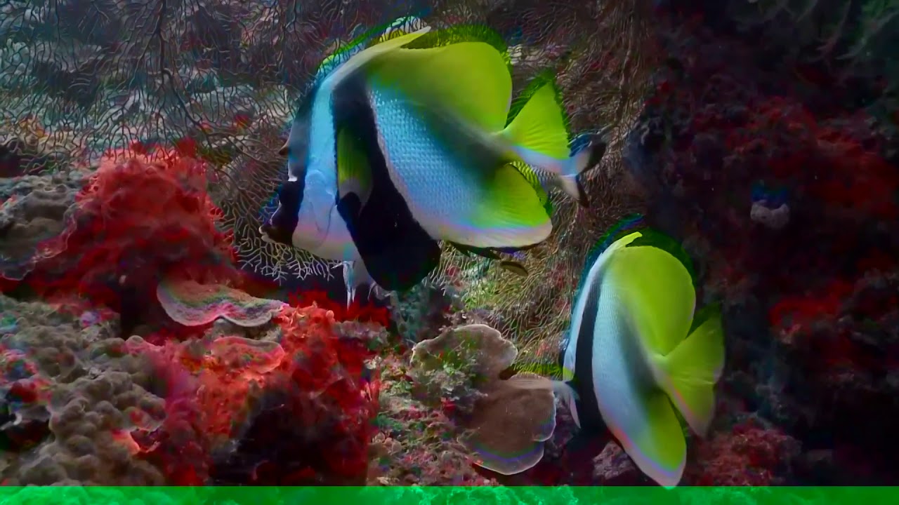 Peshqit interesant - YouTube