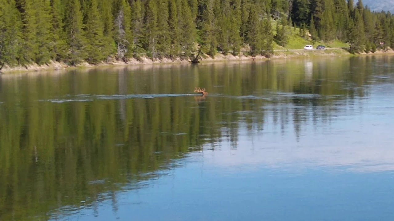 Elk Swimming in Yellowstone - YouTube