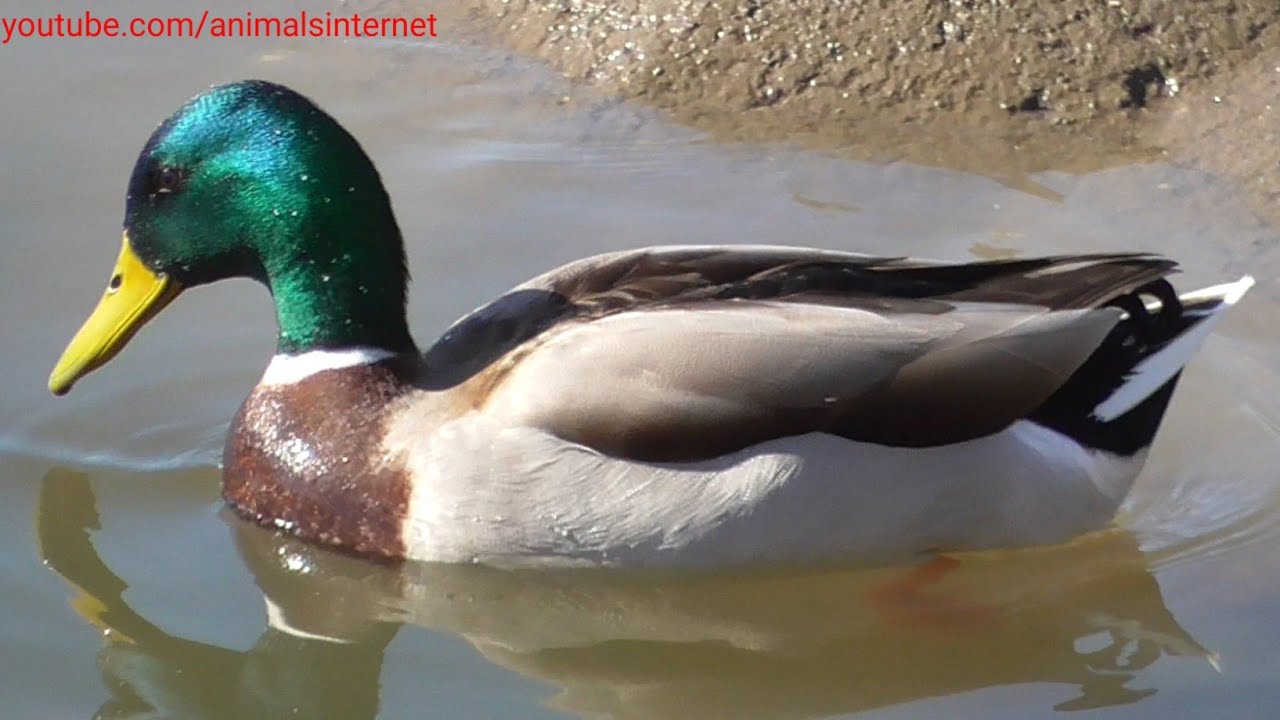 Egyptian goose, great cormorant, silver gull, domestic duck, mallard ...