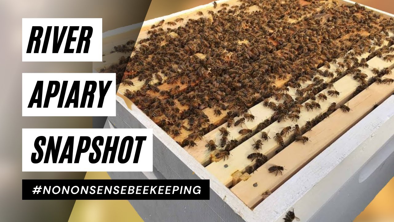 River Apiary Snapshot - Strongest Apiary Update - Massive Colonies for ...