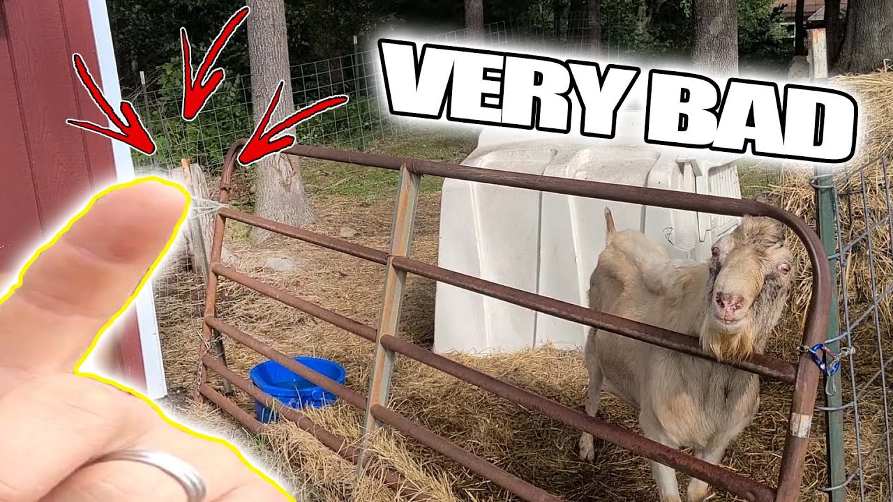 BAD GOATs - We Needed to do this! - YouTube