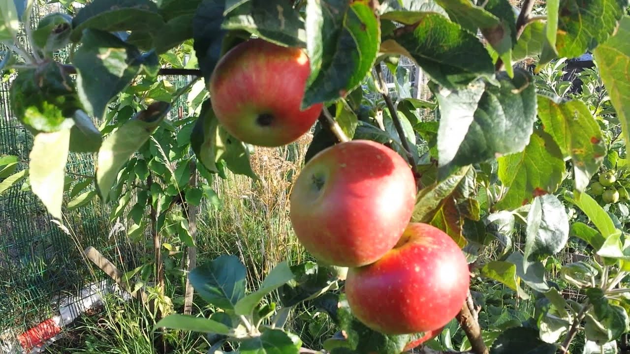 Discovery: The Best Early Apple I Can Recomnend - YouTube