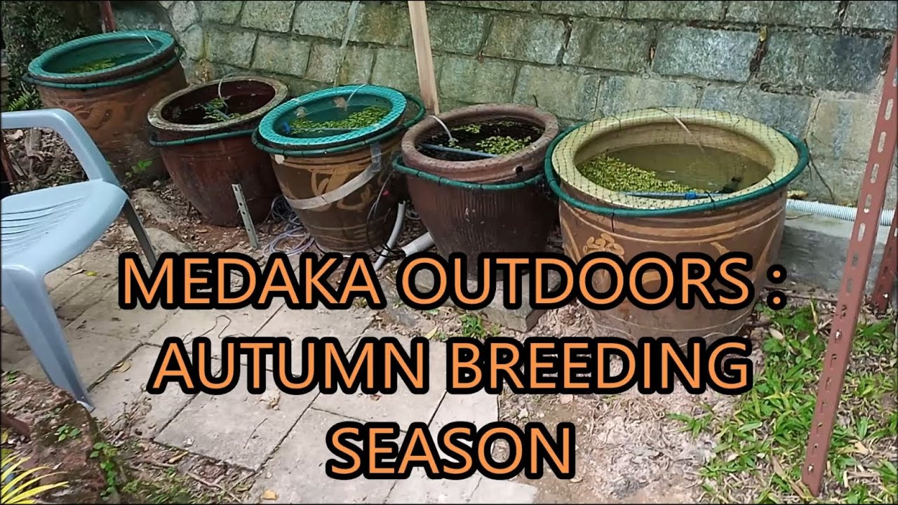 medaka rice fish outdoors - autumn breeding season - YouTube