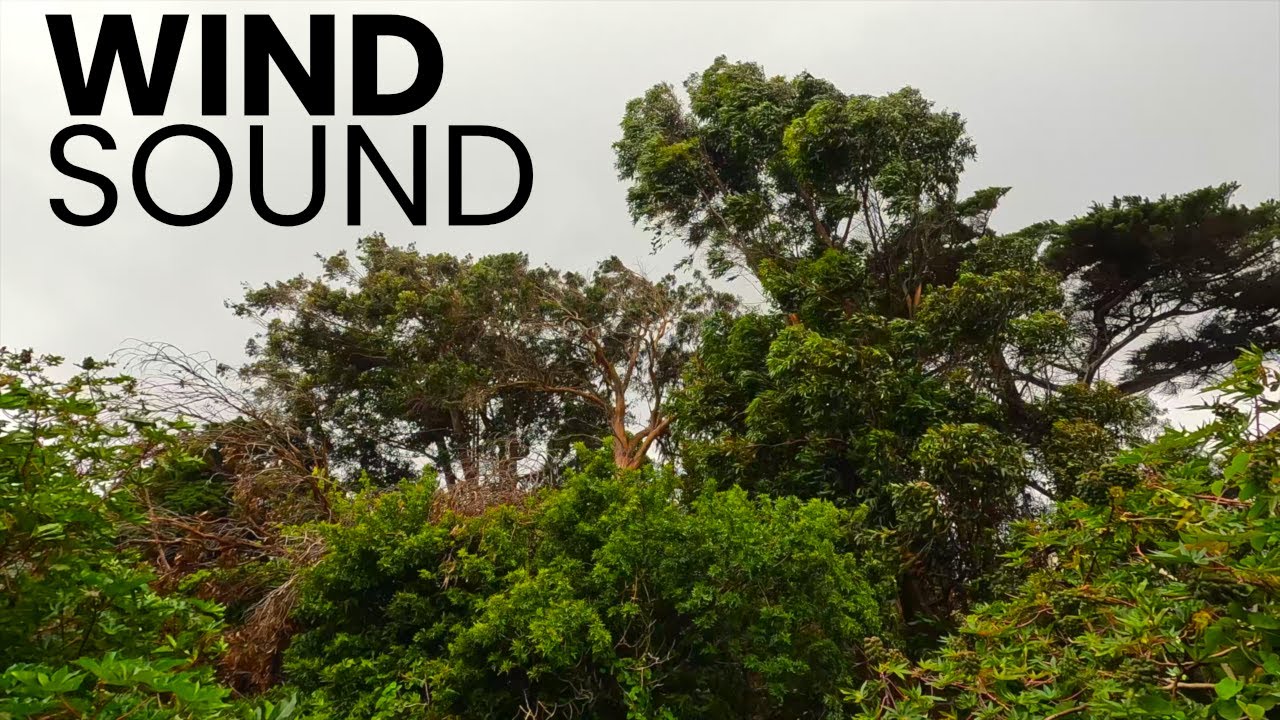 Trees Blowing In The Wind - Relaxing Background Noise - YouTube